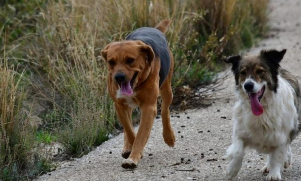 Καταφύγιο αδέσποτων θα δημιουργηθεί στο Λάκκωμα - ΣΥΠΠΑΖΑΘ