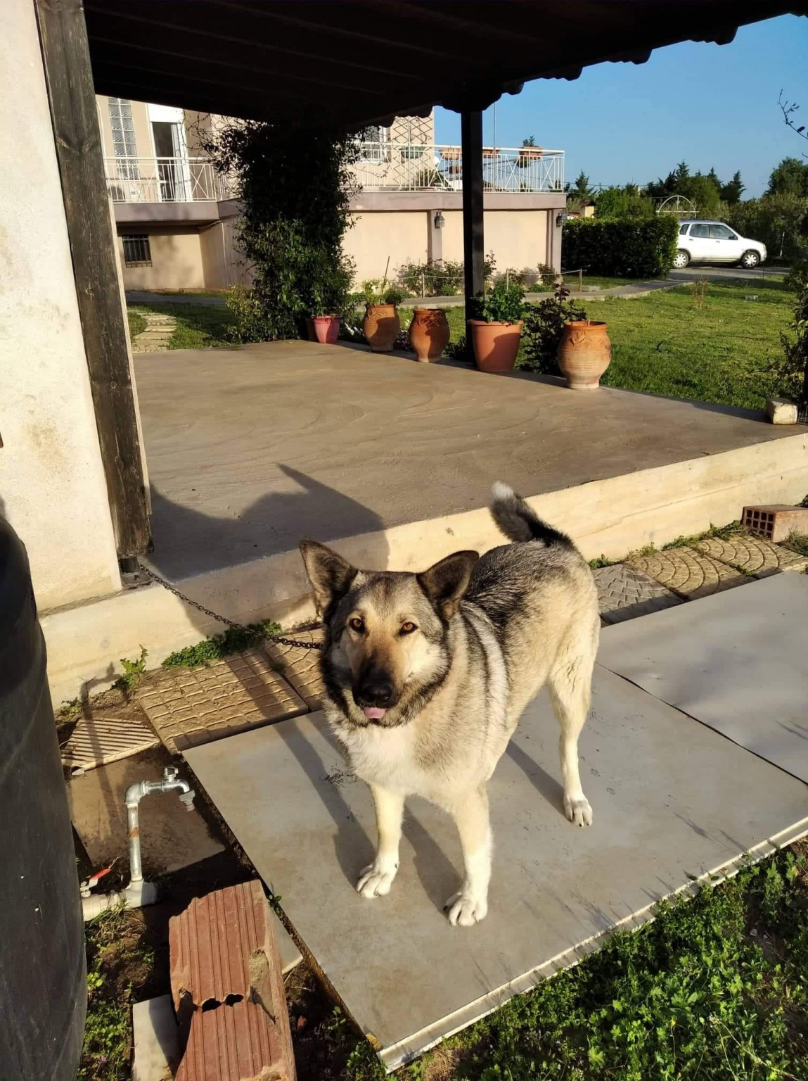 Ένα πανέμορφο λυκόσκυλο χαρίζεται! - ΣΥΠΠΑΖΑΘ
