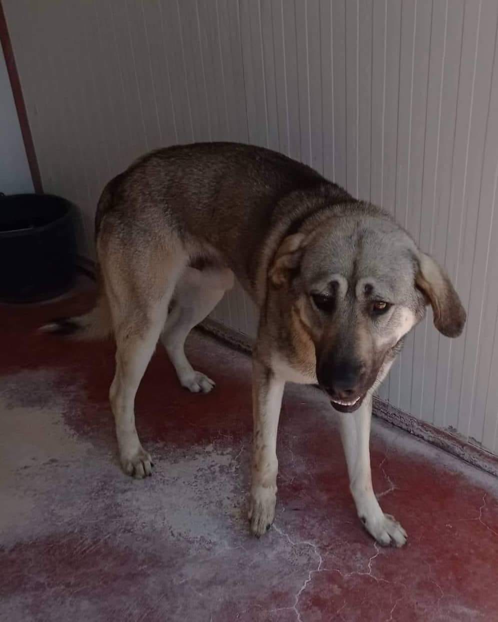 Το καλό αυτό σκυλάκι ζητάει νέα οικογένεια μετά τον θάνατο του ...