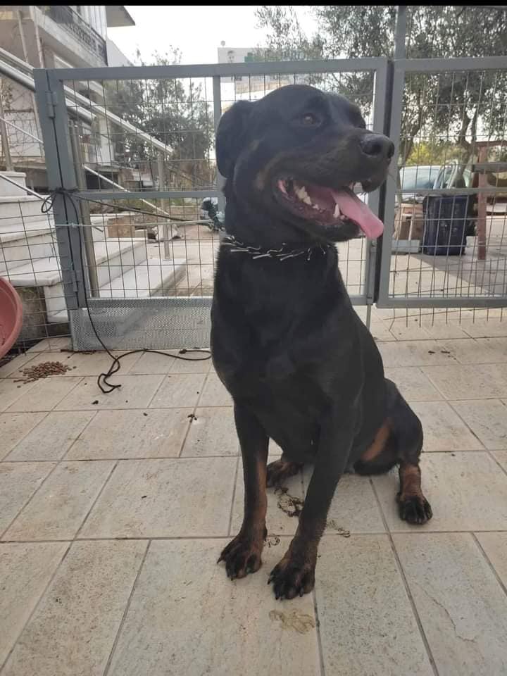 Περιφερόταν στην Μουδανιών! Αν ανήκει σε κάποιον να επικοινωνήσει με ...