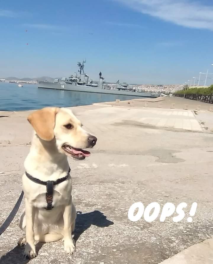 Χαρίζεται η μικρόσωμη σκυλίτσα! - ΣΥΠΠΑΖΑΘ