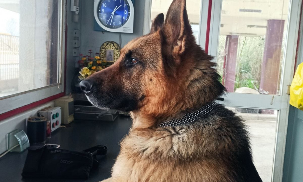 Χαρίζεται ο ΘΩΡ το λυκόσκυλο, ράτσας Αλσατίας - ΣΥΠΠΑΖΑΘ